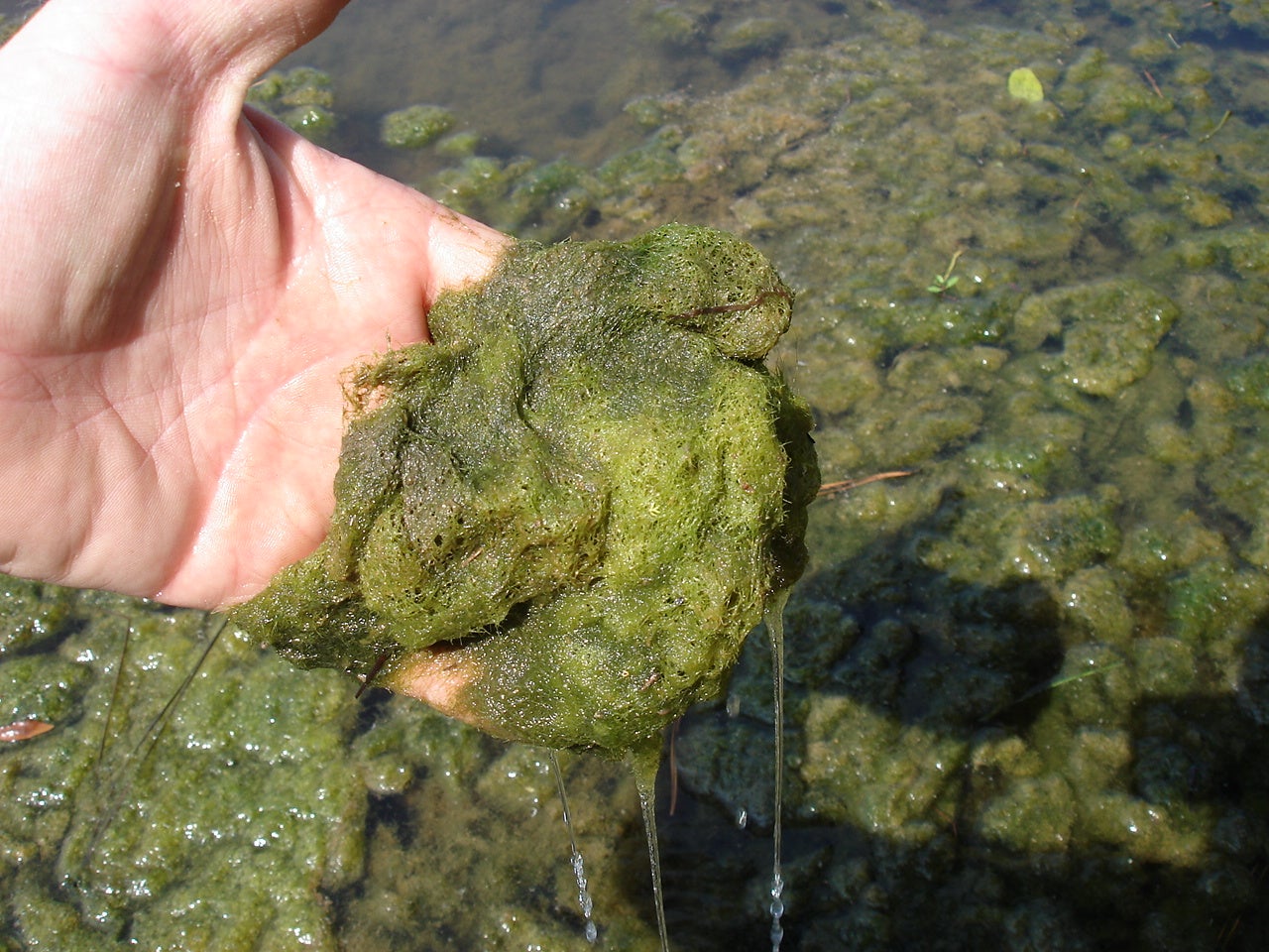 Filamentous Algae | Outdoor Alabama